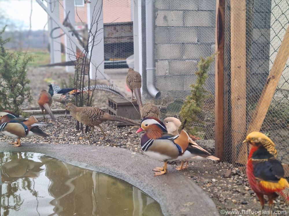 Zlatni fazani | Halo Oglasi