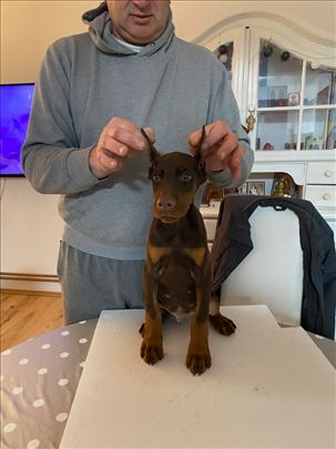 Prodaja pasa i psi na poklon Doberman | Halo oglasi