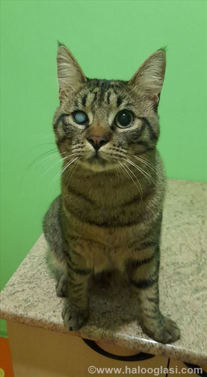 Mali Radojica traži dom u Beogradu | Halo Oglasi