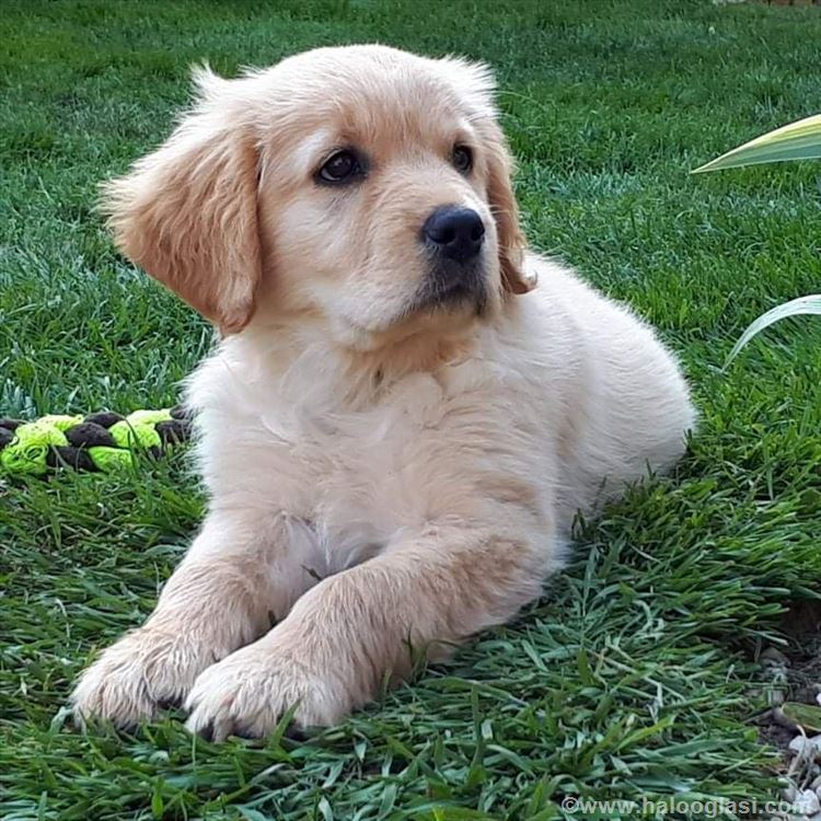 Zlatni retriver, štene | Halo Oglasi