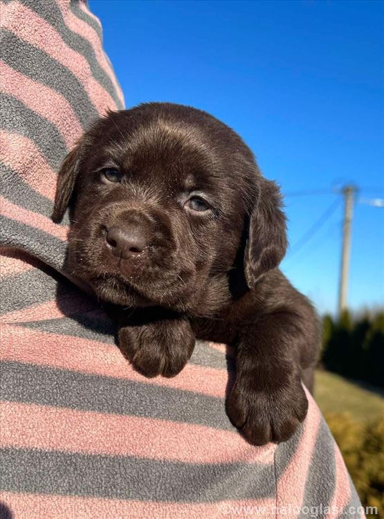 Labrador retriver, štene | Halo Oglasi