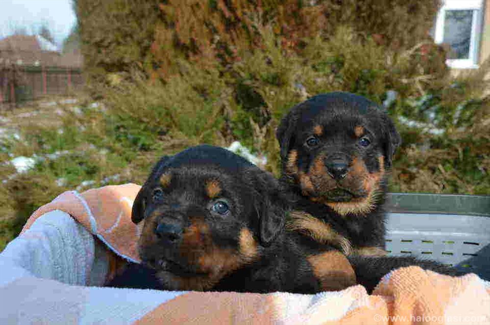 Rotvajler stenci svetskog sampionskog porekla | Halo Oglasi