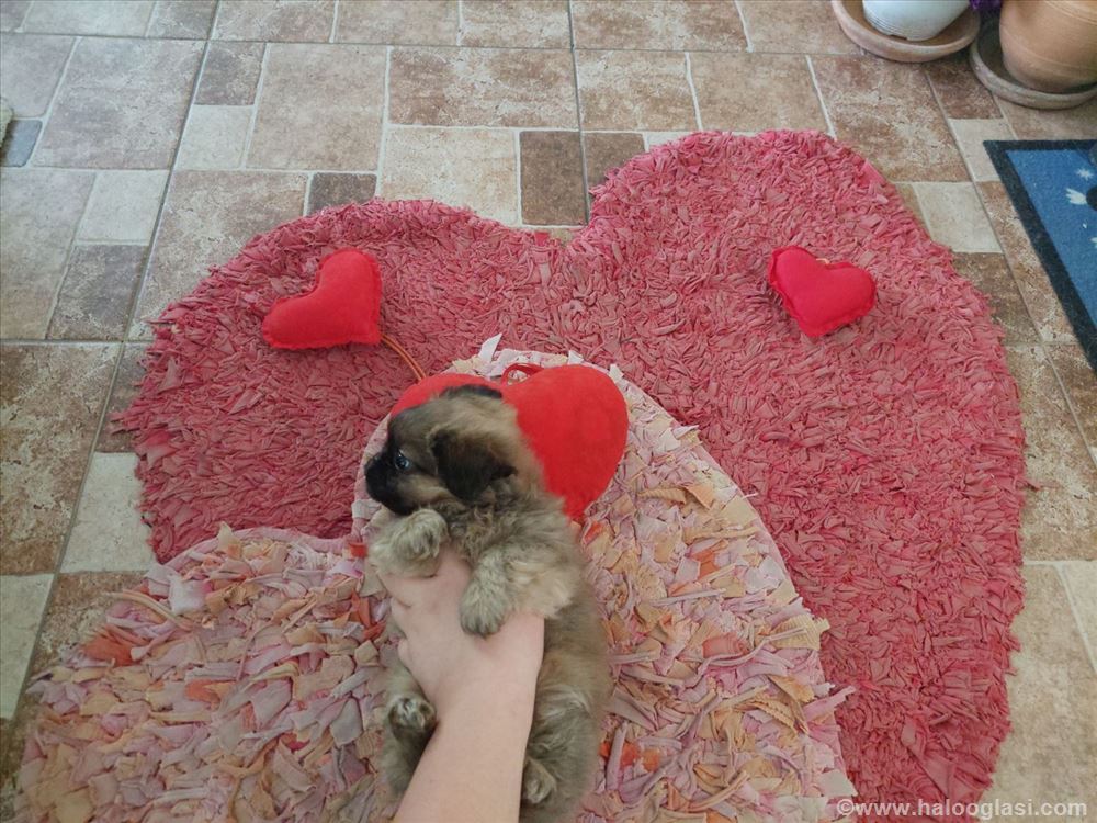 Pekinezer, štene | Halo Oglasi