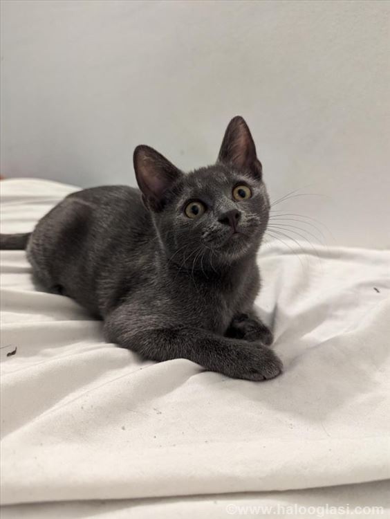 Maca traži dom | Halo Oglasi