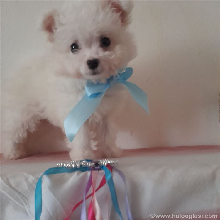 Beba pomeranskog spica, decak | Halo Oglasi