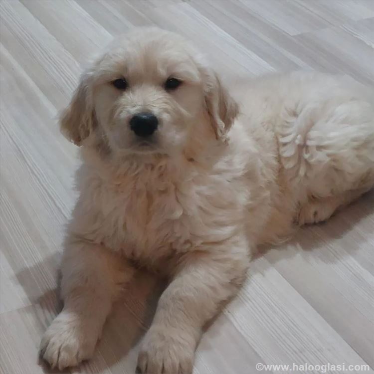 Zlatni retriver, štene musko | Halo Oglasi
