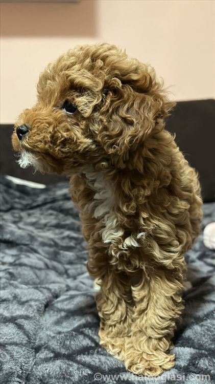 Toy pudla, štene | Halo Oglasi