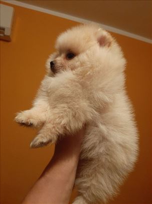 Prodaja pasa i psi na poklon Pomeranac | Halo oglasi