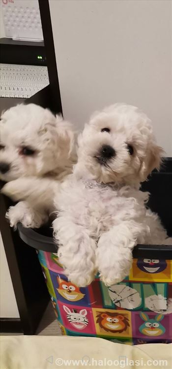 Kovrdžavi bišon, štene | Halo Oglasi