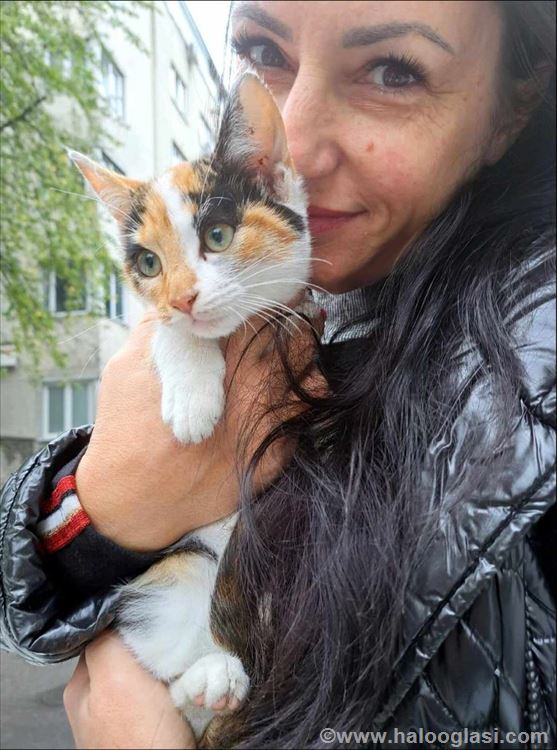 Trobojna maca Lusi traži dom | Halo Oglasi