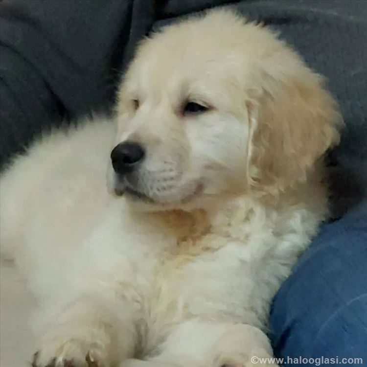 Zlatni retriver, musko stene | Halo Oglasi