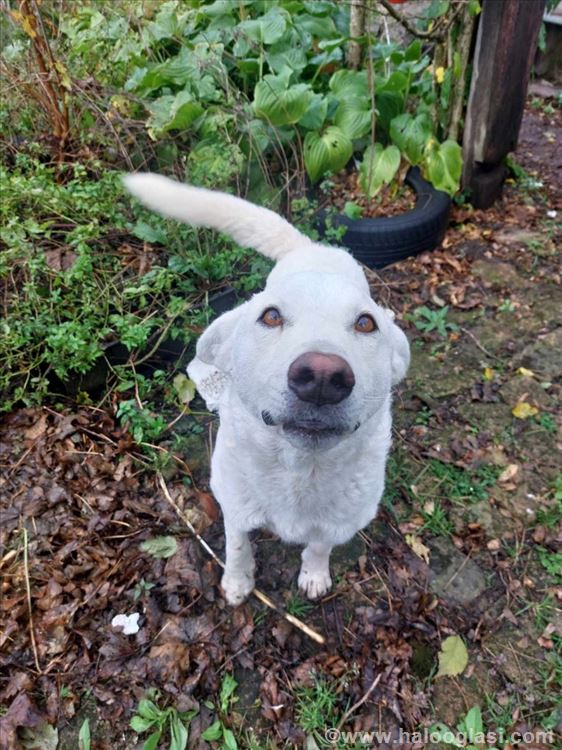 Mešanac rase labrador retriver Vuja na poklon | Halo Oglasi