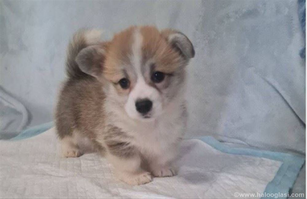 Velški korgi pembrok, štene | Halo Oglasi
