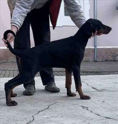 Prodaja pasa i psi na poklon Doberman | Halo oglasi