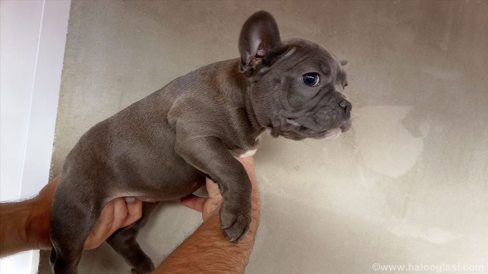 Plavi Francuski buldog stence | Halo Oglasi