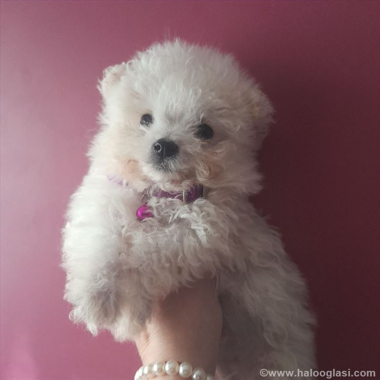 Pomeranski špic , maltipoom, štene decak | Halo Oglasi