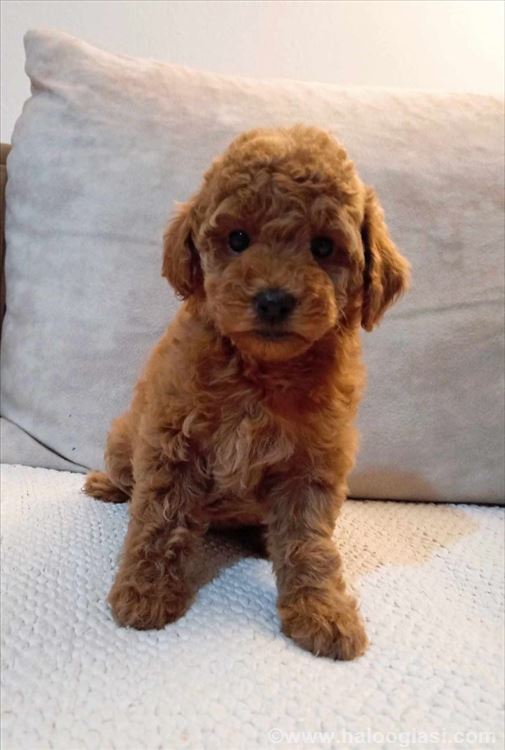 Patuljasta pudla, štene | Halo Oglasi