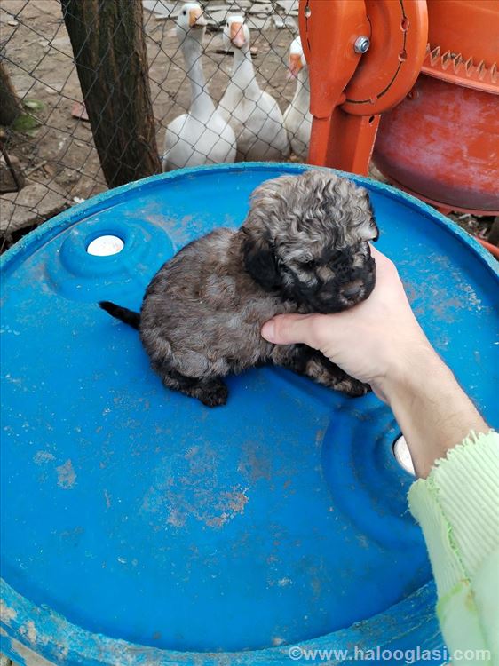 Faraonska patuljasta pudla | Halo Oglasi