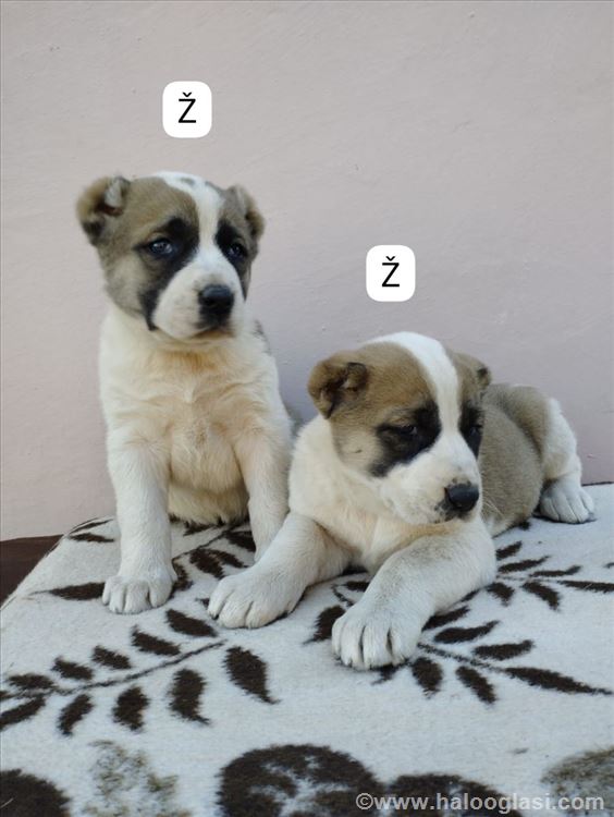 Azijat-Srednjeazijski ovčar | Halo Oglasi