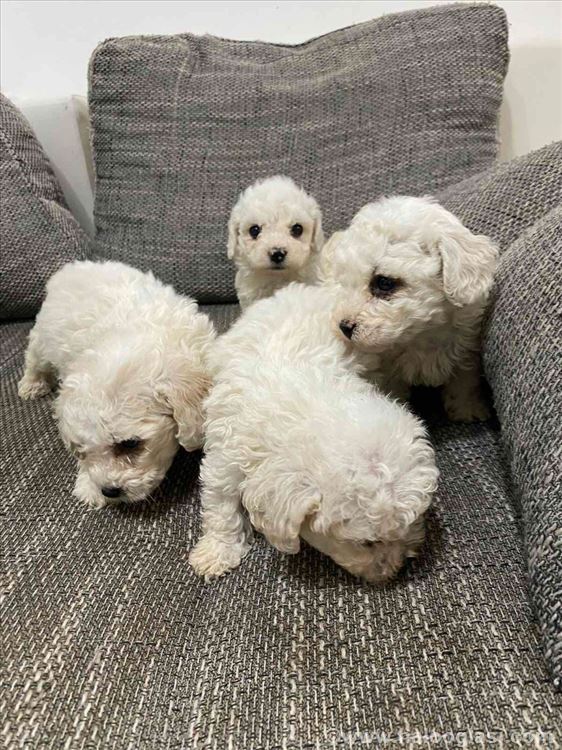 Kovrdžavi bišon, štene | Halo Oglasi