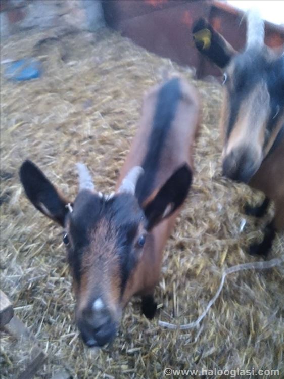 alpska koza i jare | Halo Oglasi