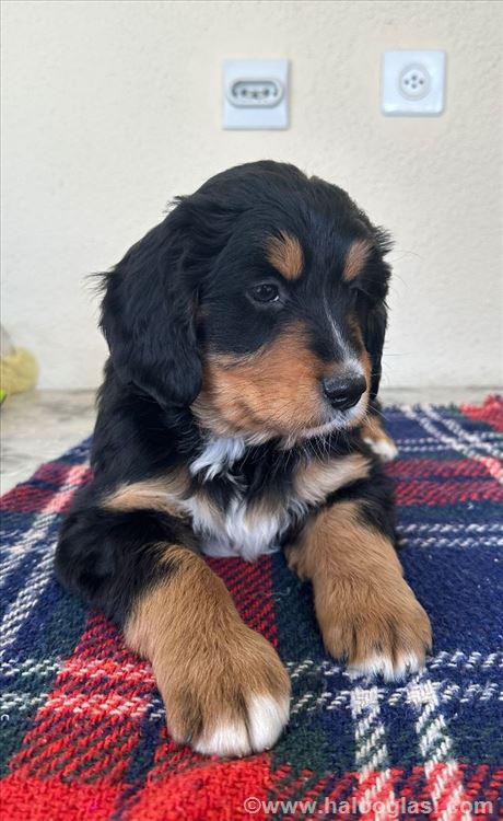 Bernski pastirski pas x Cane corso stenci | Halo Oglasi