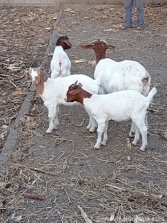 Burski jarići | Halo Oglasi