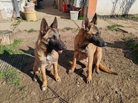 Prodaja pasa i psi na poklon Malinoa, Belgijski ovčar | Halo oglasi