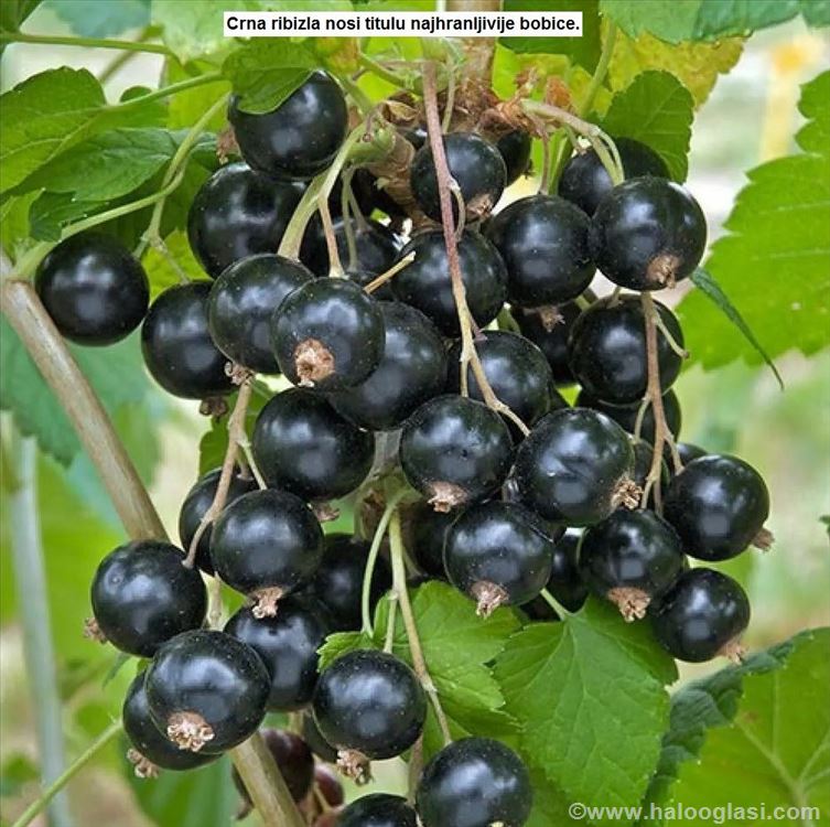 Crna ribizla- sadnice | Halo Oglasi