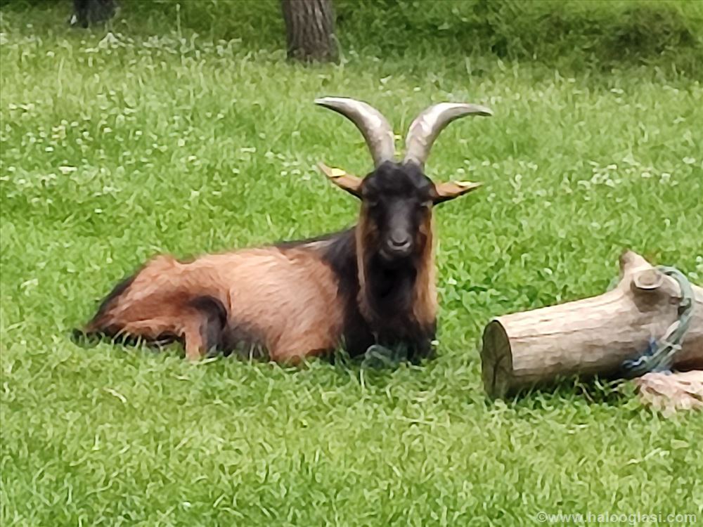 Jarac Alpinac Car | Halo Oglasi