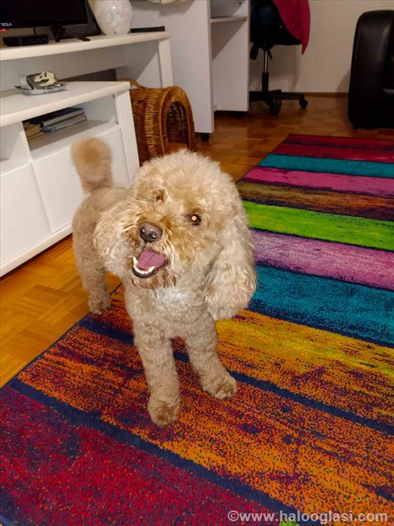 Mužjak patuljaste pudle - parenje | Halo Oglasi