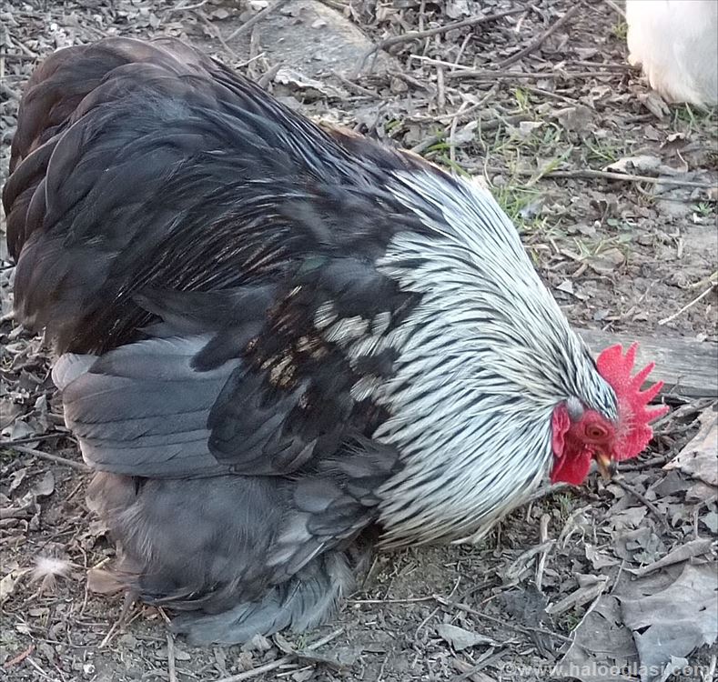 Kokinkina patuljasta / petlovi | Halo Oglasi