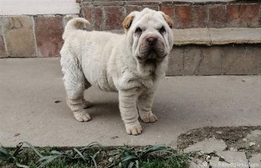 Šar-pej, štene | Halo Oglasi