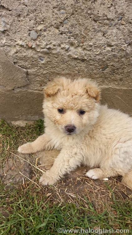 Vojvođanski pulin, štene | Halo Oglasi