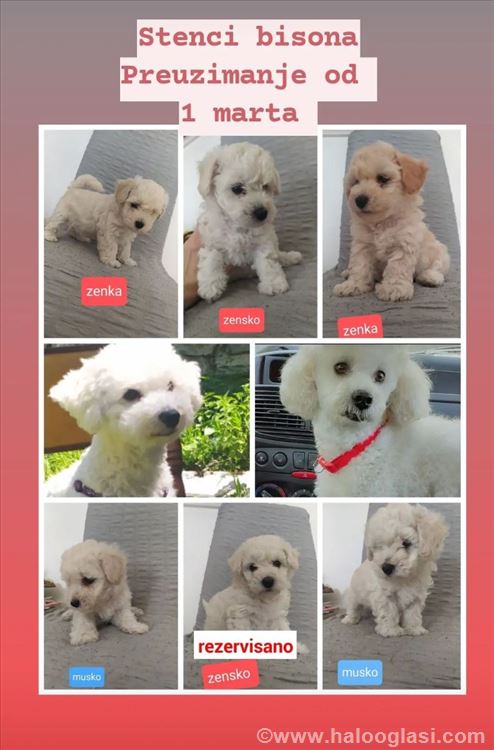 Kovrdžavi bišon, štene | Halo Oglasi