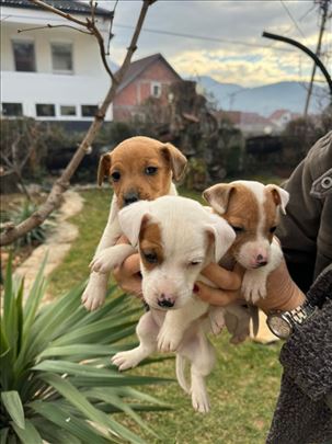 Prodaja pasa i psi na poklon Džek Rasel terijer | Halo oglasi