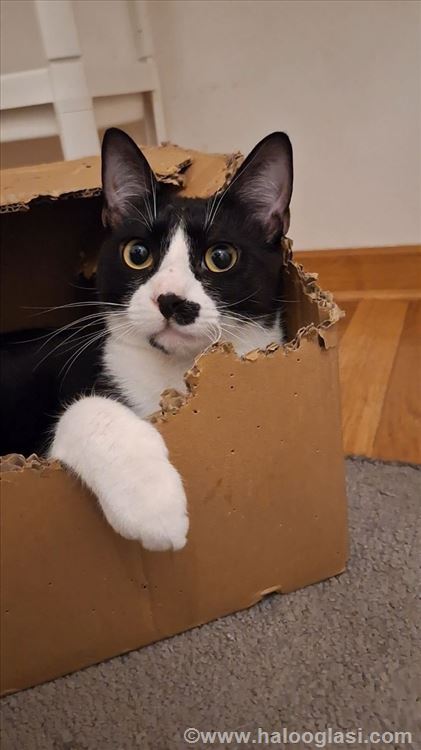 Laki šećerko,6 meseci,crno belo mače,udomljavanje | Halo Oglasi