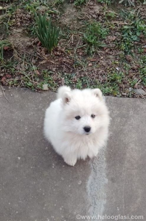 Samojed, štene | Halo Oglasi