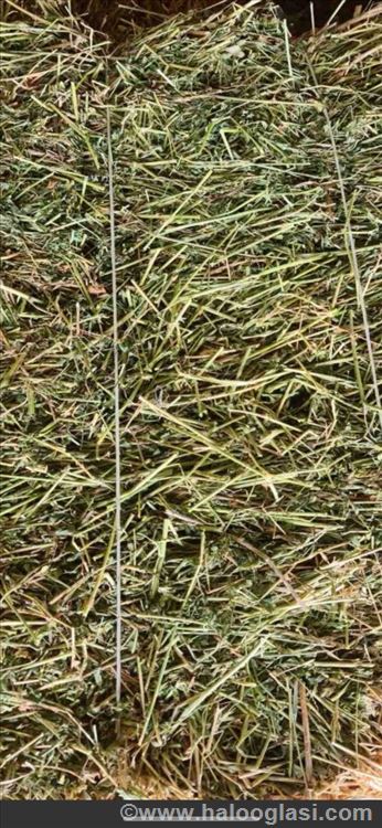 Detelina lucerka | Halo Oglasi