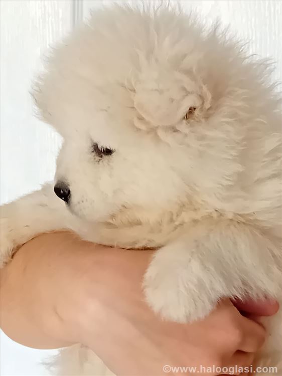 Samojed, štene | Halo Oglasi