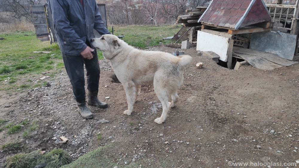 Srednjeazijski ovčar, azijat mlad pas | Halo Oglasi