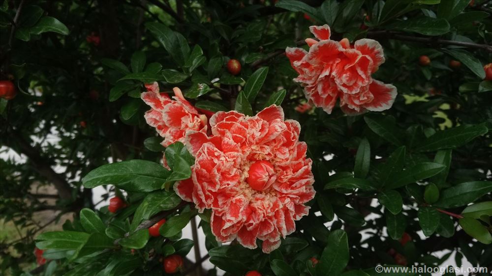Ukrasni nar baštenski nar sorte "Madame Legrelle" | Halo Oglasi