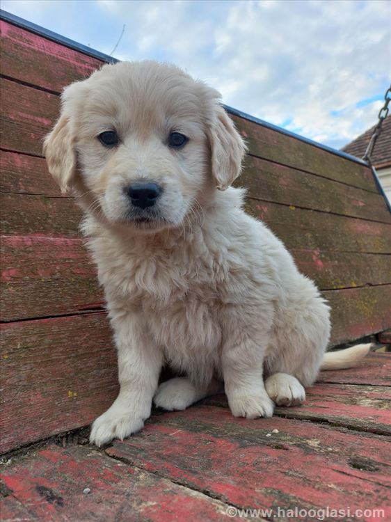 Zlatni retriver ženke, štene | Halo Oglasi