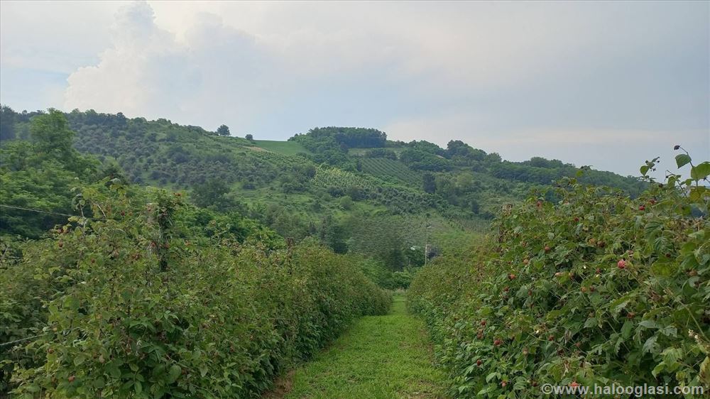 Izdajem malinjak | Halo Oglasi