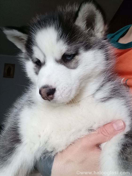 Sibirski haski , štene | Halo Oglasi