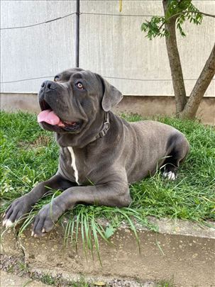 Prodaja pasa i psi na poklon Cane corso | Halo oglasi