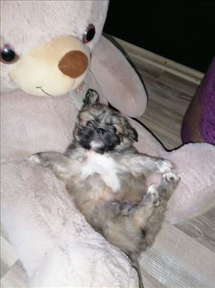 Prodaja pasa i psi na poklon Pekinezer | Halo oglasi