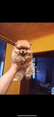 Prodaja pasa i psi na poklon Pomeranac | Halo oglasi