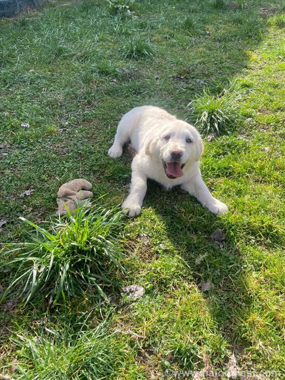 Zlatni retriver, štene | Halo Oglasi