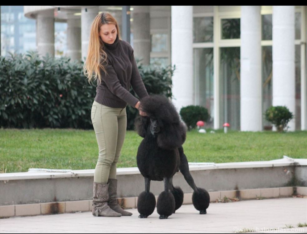 Velika kraljevska pudla, odrastao pas | Halo Oglasi